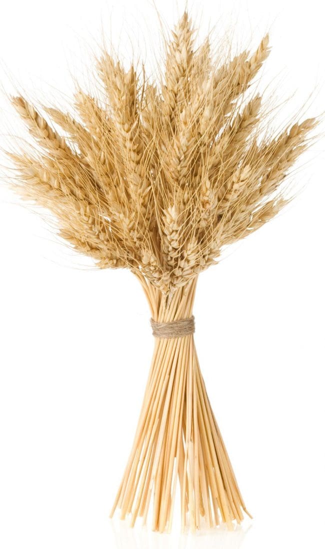 Why Count the Omer? - Holy Branches